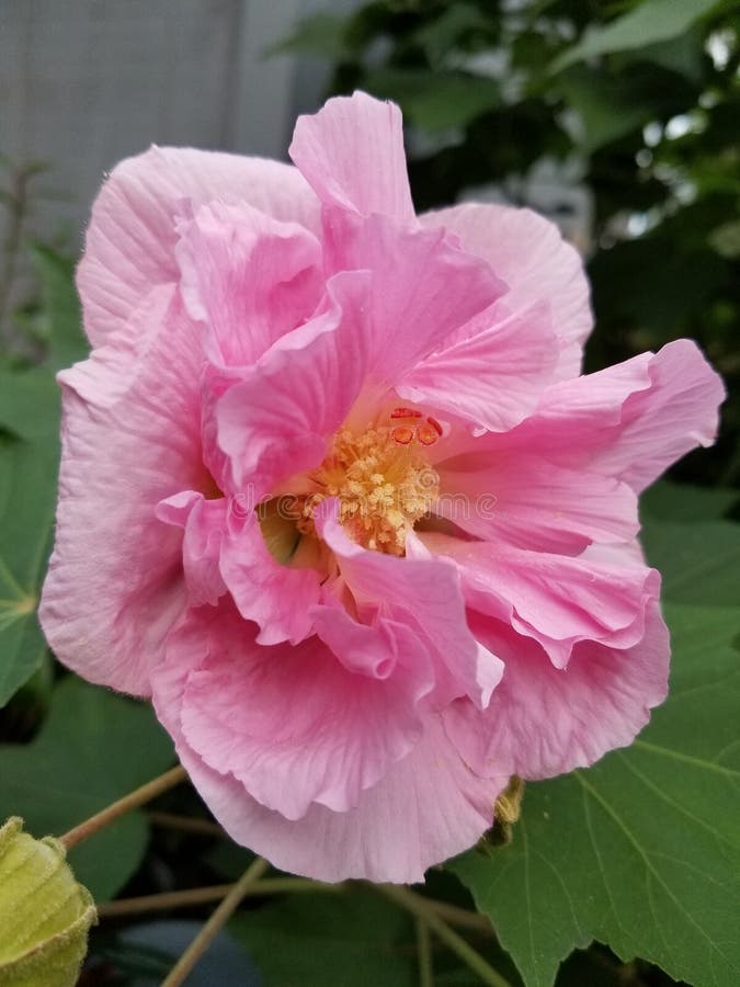 Rosey Stock Photos - Download 211 Royalty Free Photos