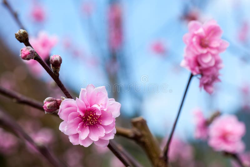 Sakura Flower stock image. Image of sakura, blossom - 111755403