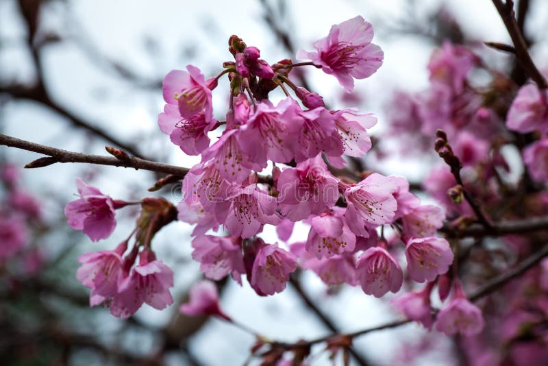 Sakura Flower stock image. Image of flower, young, pink - 111755479
