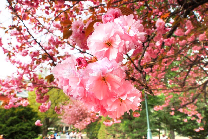 Beautiful Pink Sakura Flower Blooming Stock Photo - Image of flower ...