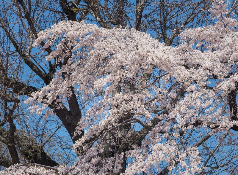 Beautiful Pink Sakura Flowers on the Tree Stock Image - Image of ...