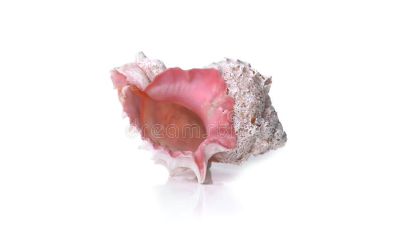 Pink seashell isolated stock photo. Image of animal, nature - 26790202