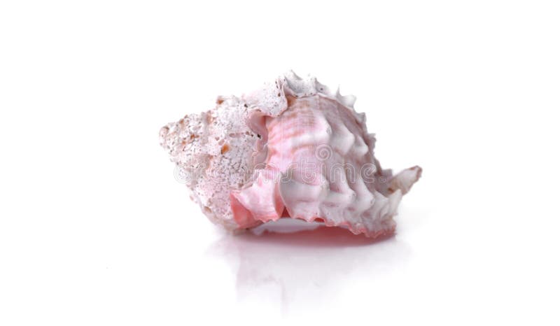 Pink Seashell Texture Closeup Stock Image - Image of closeup, object ...