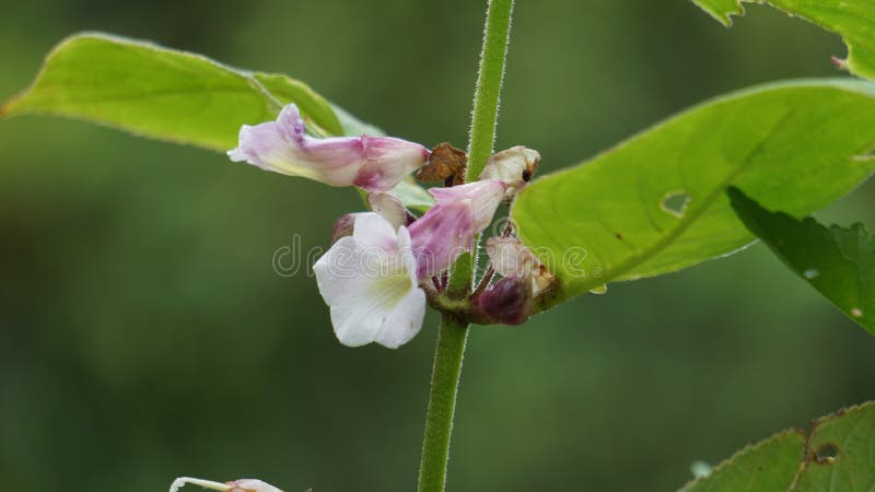 The Beautiful Pink Sesame Seed Flower on the Tree Stock Image - Image ...