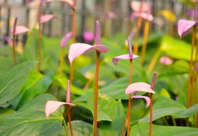 Beautiful Pink Spadix Flower Stock Image - Image of garden, botany ...