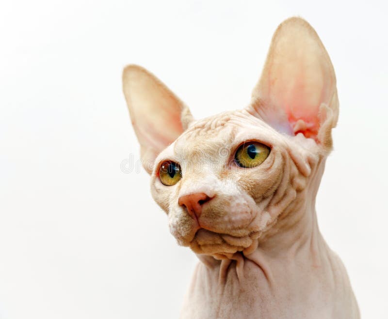 Beautiful Pink Sphynx Cat Portrait Stock Image - Image of domestic ...