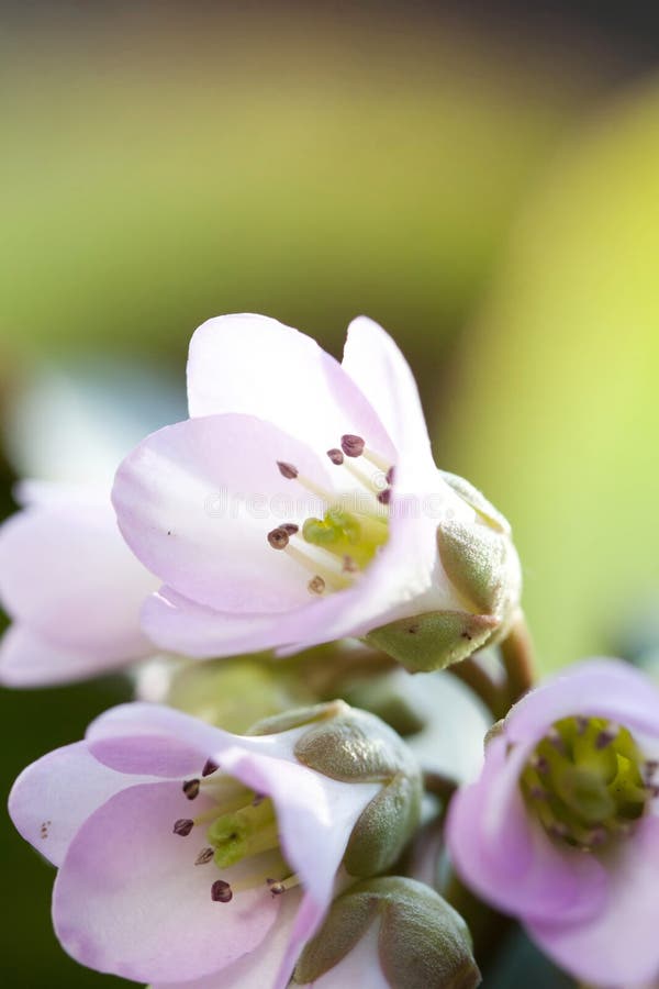 Beautiful Pink Spring Blossom Stock Photo - Image of flora, natural ...