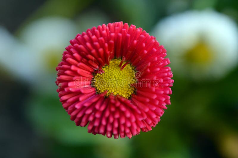 Beautiful Pink Spring Flower Stock Photo - Image of gardening, spring ...