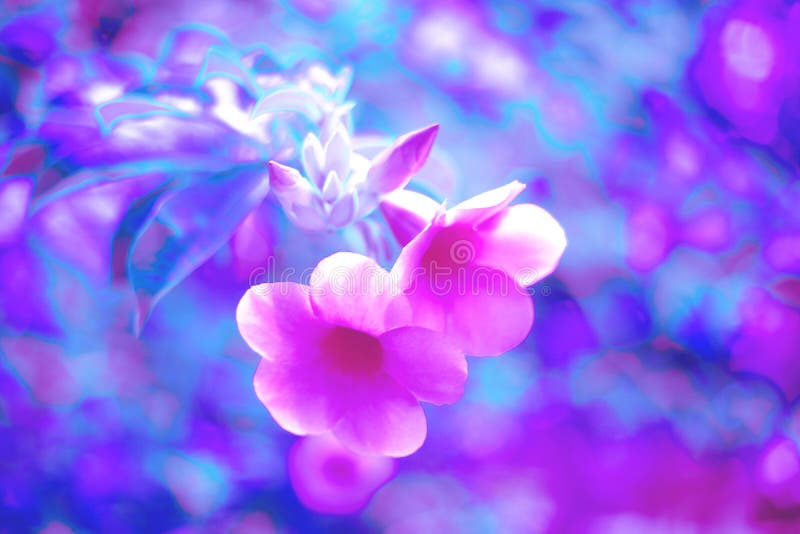 Beautiful Pink Spring Flower Blooms in Garden Stock Image - Image of ...