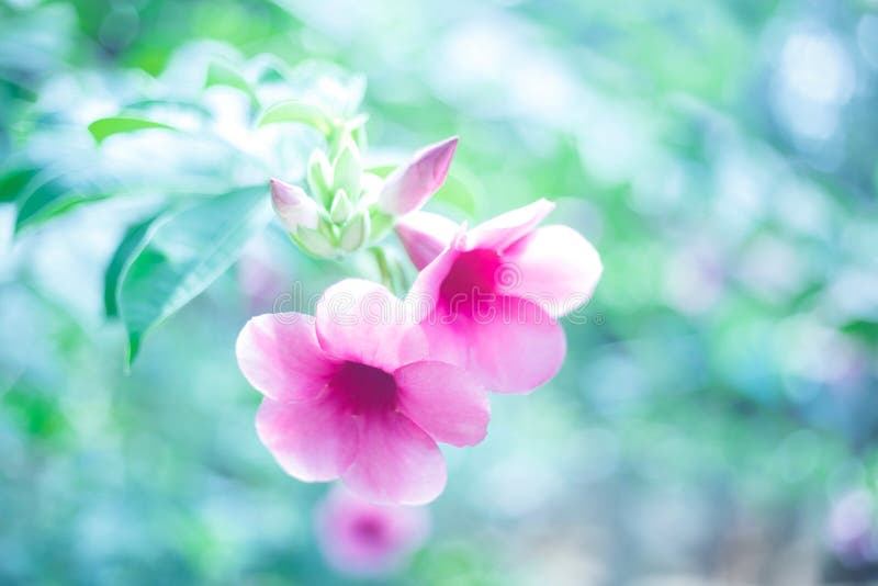 Beautiful Pink Spring Flower Blooms in Garden Stock Image - Image of ...