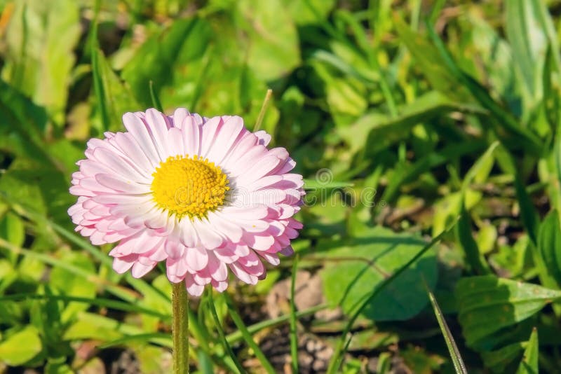 Beautiful Pink Spring Flower Close Up. Field Flower Stock Image - Image ...