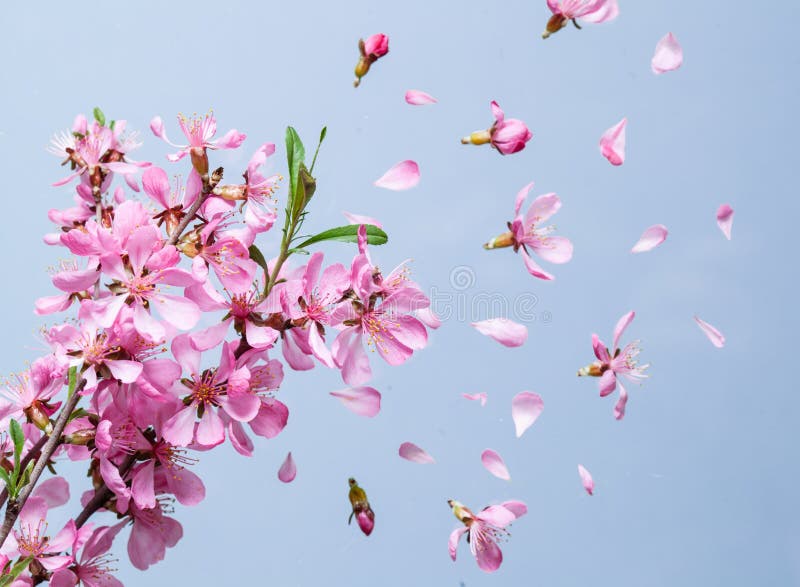 Spring blossom explosion stock photo. Image of beautiful - 106162456