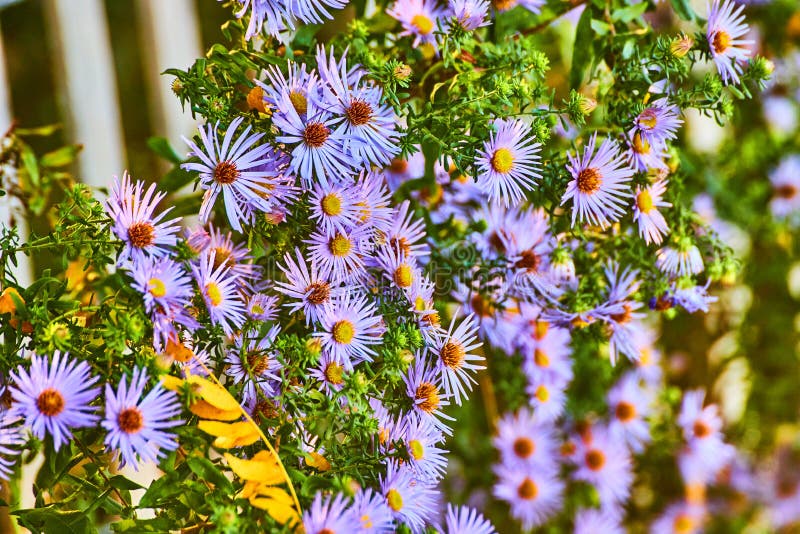 Beautiful Pink Spring Flowers in Golden Light Stock Image - Image of ...