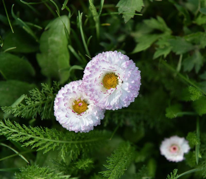 Beautiful Pink Spring Flowers Stock Image - Image of green, closeup ...