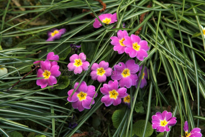 Spring Primula Flower Arrangements Stock Image - Image of flower ...