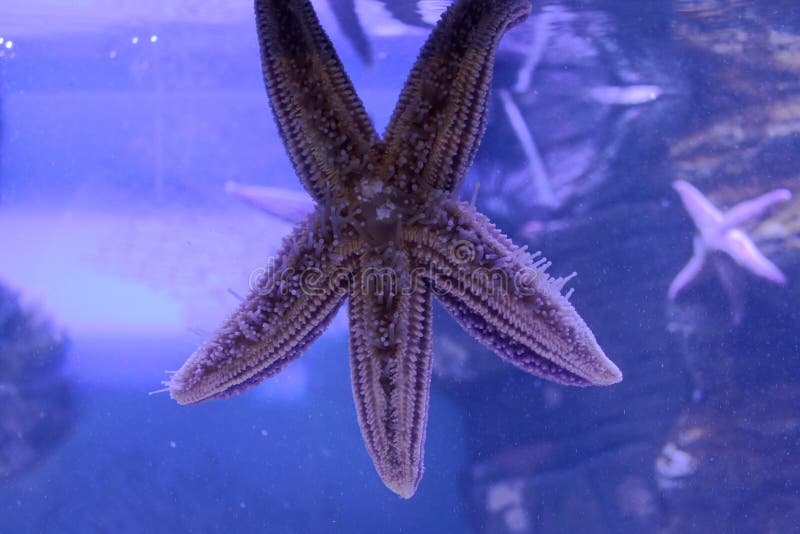 Pink Starfish and Shells on the Beach Stock Photo - Image of leisure ...