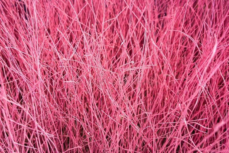 Beautiful Pink Straw Background. Line Pattern and Textured of Tree ...