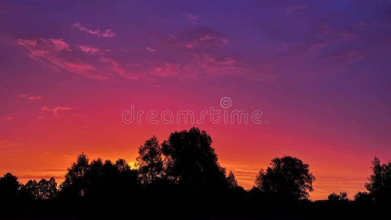 Beautiful Pink Sunset on the Background of Large Trees Stock Photo ...