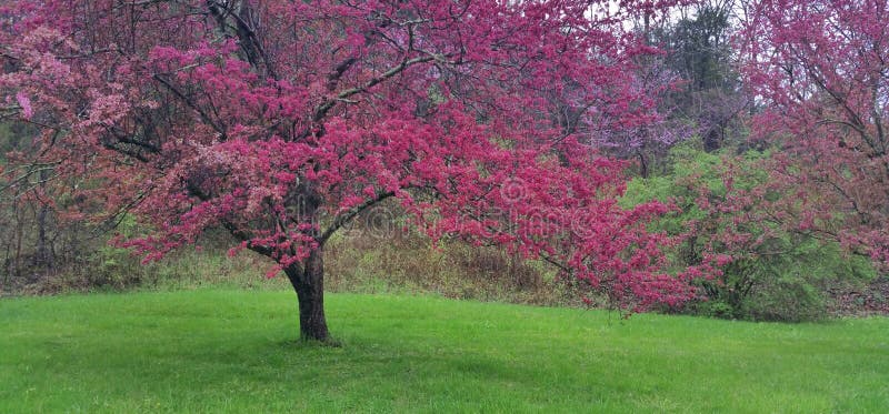 Beautiful pink tree stock photo. Image of plant, blooming - 91280410
