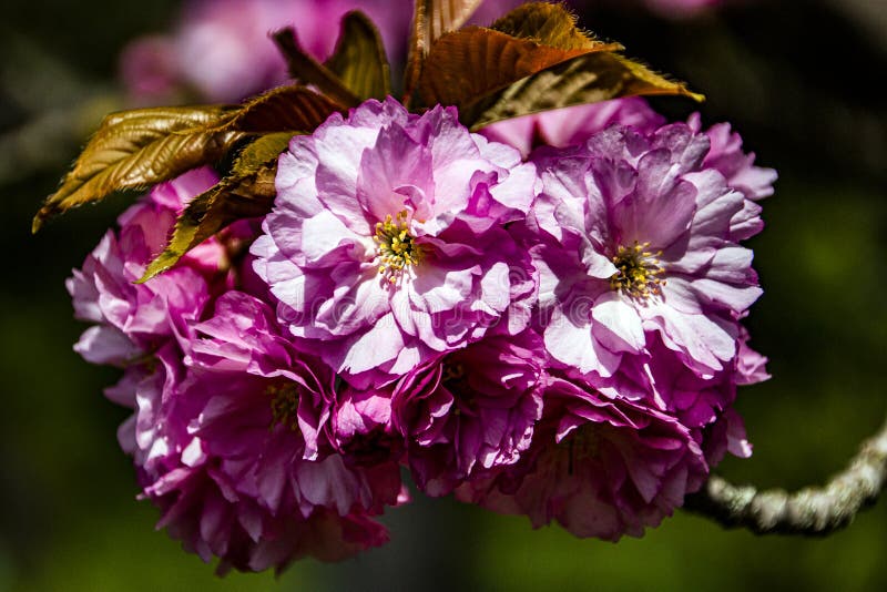 Beautiful Pink Tree in the Park in Spring Stock Photo - Image of pink ...