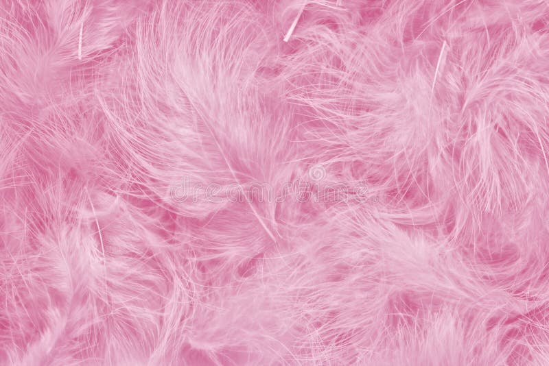 Beautiful Pink Trendy Feather Texture Background. Soft and Gentle ...