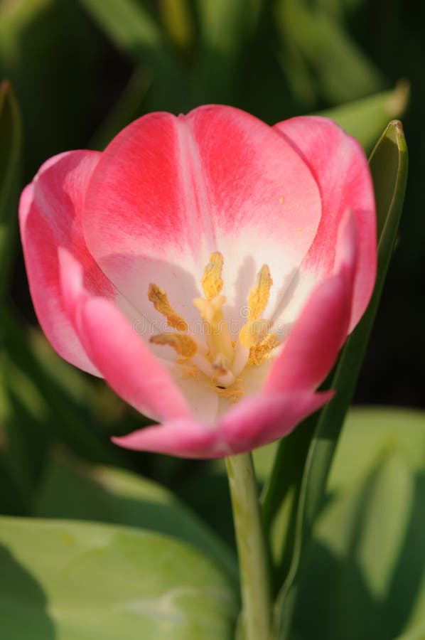 Tulip Blushing Lady stock image. Image of tulip, flower - 19555667