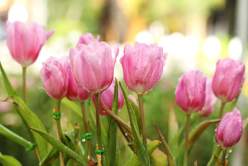Beautiful pink tulip stock image. Image of fresh, flora - 49699711