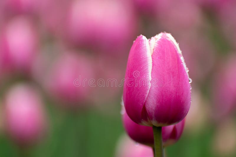 Beautiful Pink Tulip in a Flower Bed, Close-up Stock Image - Image of ...
