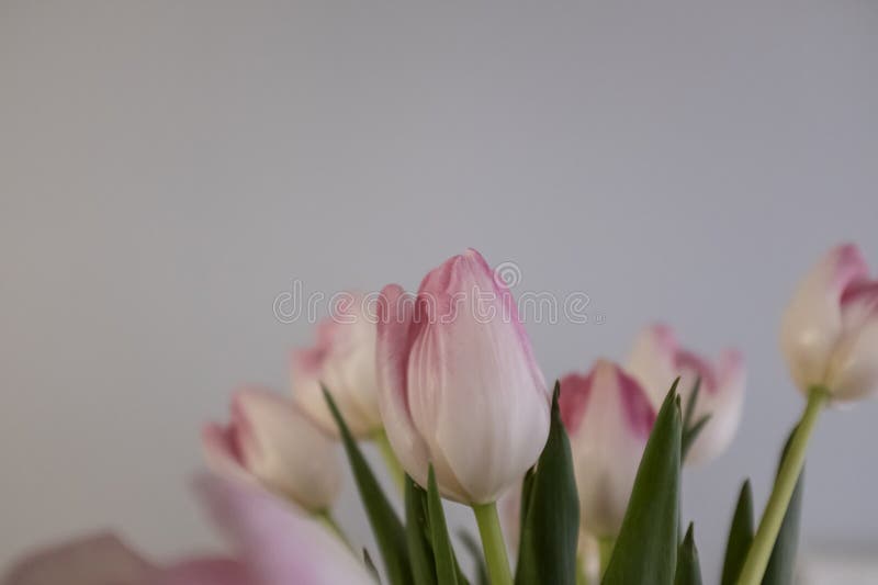 Beautiful Pink Tulip Flower Bouquet on a Solid Grey Background Stock ...