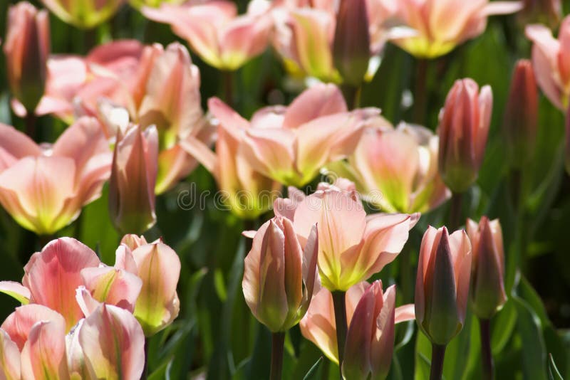 Beautiful pink tulip stock photo. Image of garden, blooming - 116739094