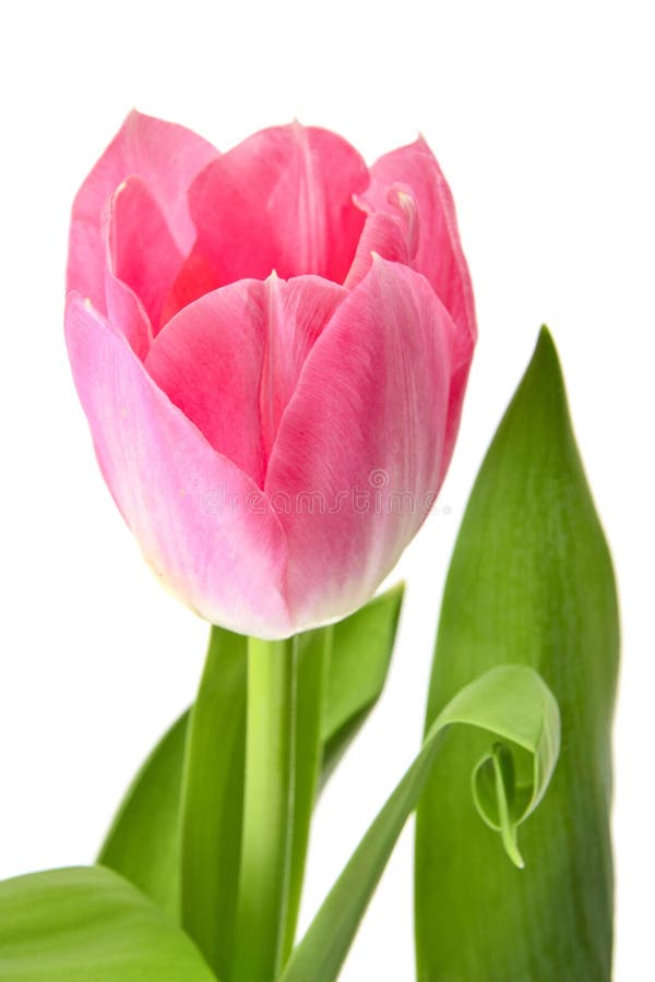 Beautiful Pink Tulip. Isolated Stock Image - Image of isolated, green ...