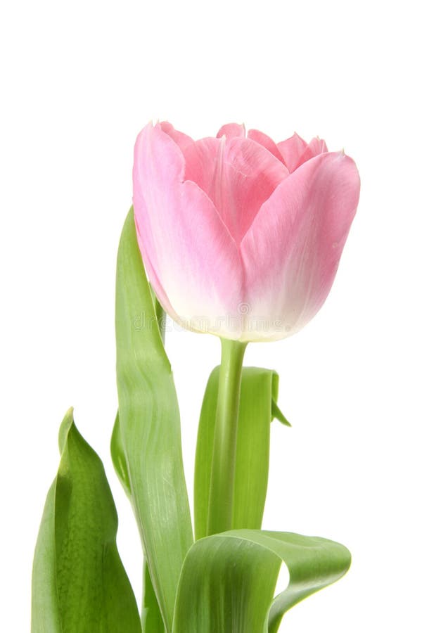 Beautiful Pink Tulip. Isolated Stock Image - Image of isolated, green ...
