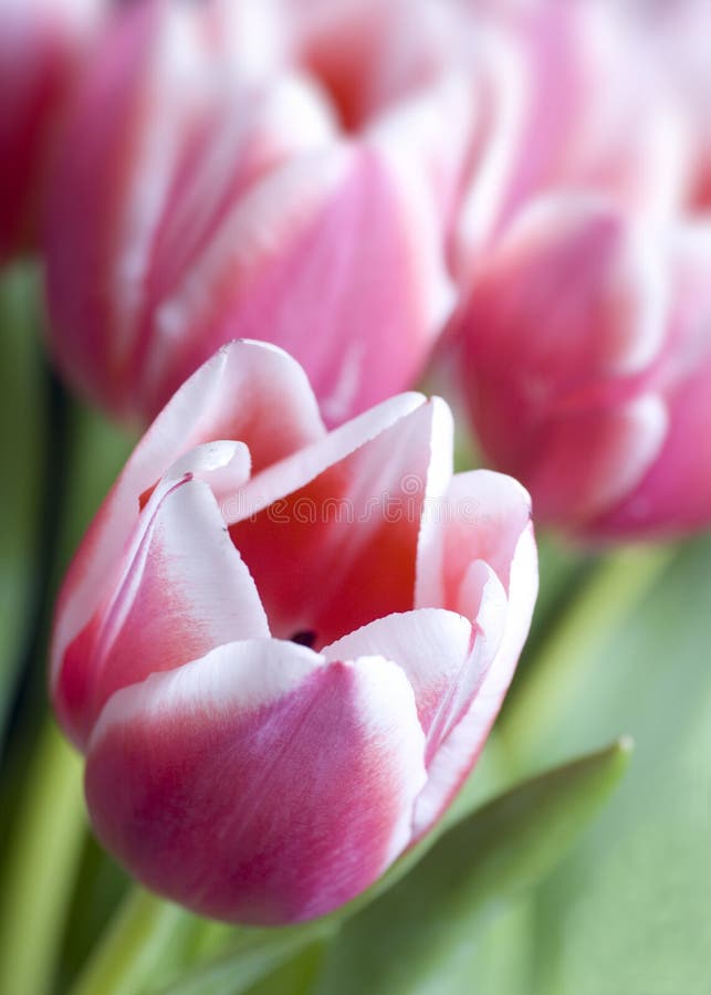 Beautiful Pink Tulips stock image. Image of pretty, tulip - 13280167