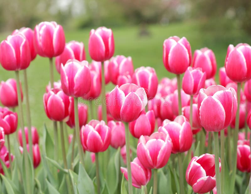 Beautiful pink tulips stock photo. Image of white, horizontal - 14054296