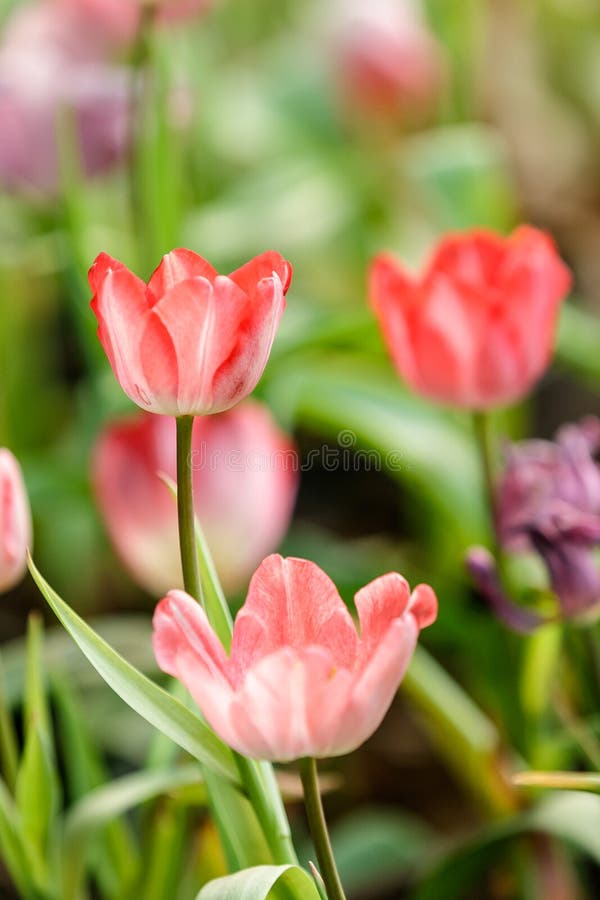 Beautiful pink tulips stock photo. Image of fresh, floral - 27946422