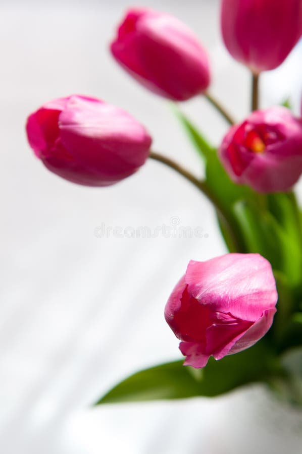 Beautiful pink tulips stock image. Image of flowers, beautiful - 29632027