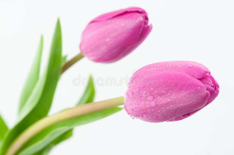 Beautiful pink tulips stock photo. Image of sunny, flowers - 29632094