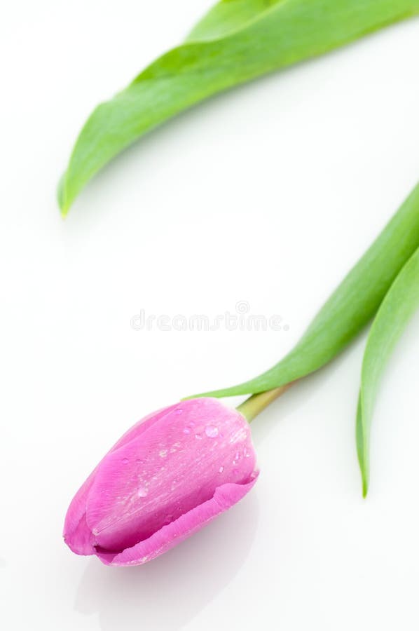 Beautiful pink tulips stock image. Image of bright, nature - 29632127