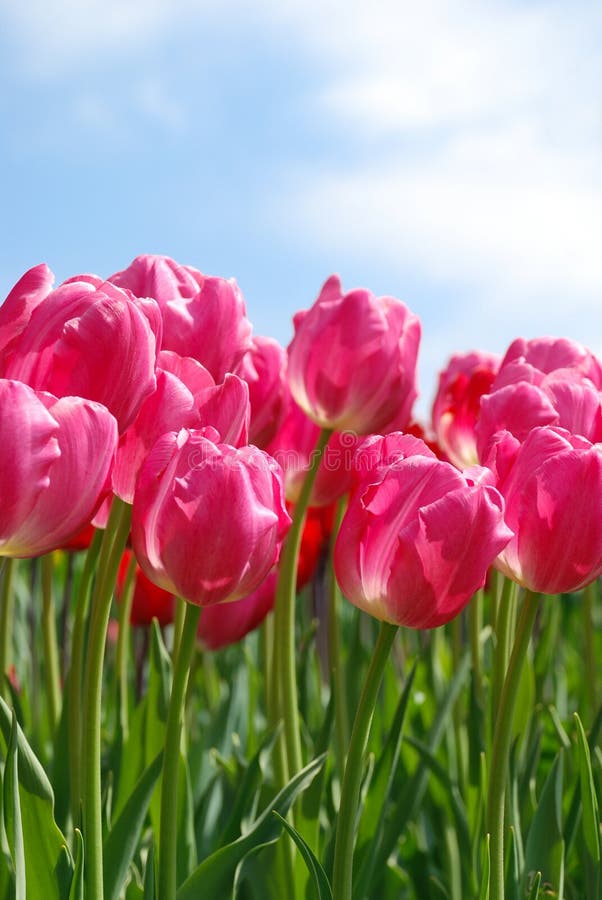 Beautiful pink tulips stock image. Image of bright, celebration - 40087669