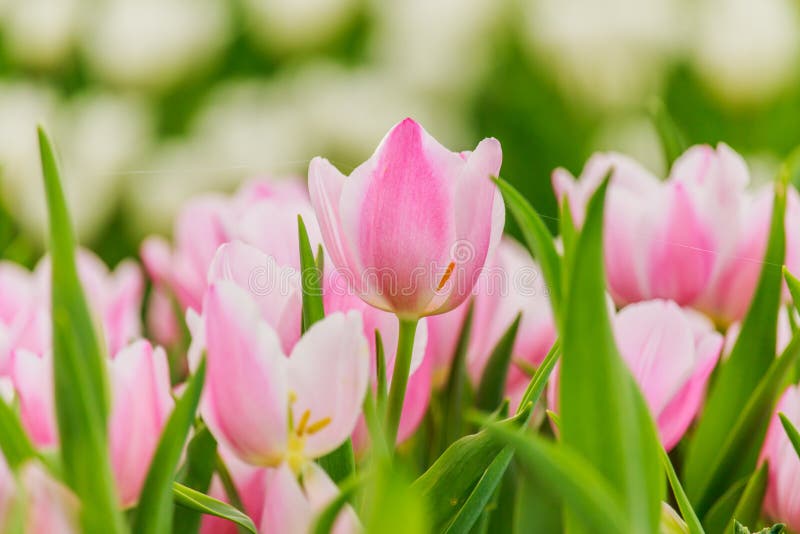 Beautiful Pink Tulips Blooming in the Garden. Stock Photo - Image of ...