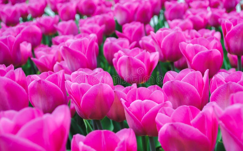 Beautiful pink tulips stock photo. Image of gardening - 48238428