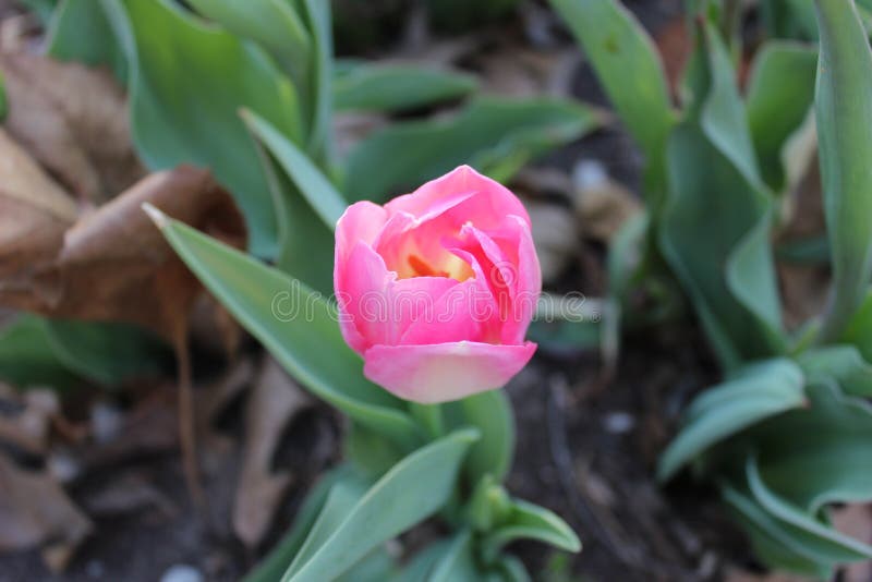 Beautiful pink tulips stock image. Image of ground, branch - 90975291