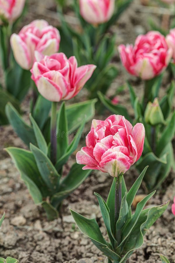 Pink Tulips in the Spring Garden Stock Photo - Image of green, growth ...
