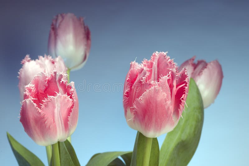 Beautiful pink tulips stock image. Image of leaves, variety - 51226217
