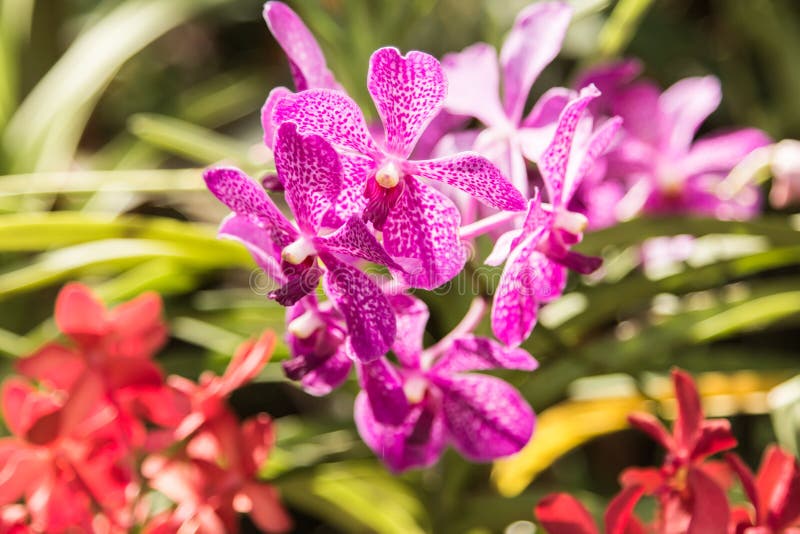 Beautiful Pink Vanda Orchid Flower. Stock Photo - Image of growth ...