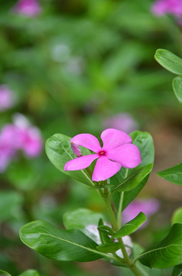 Beautiful Pink Vinca Flowers Stock Image - Image of herb, minor: 79851969
