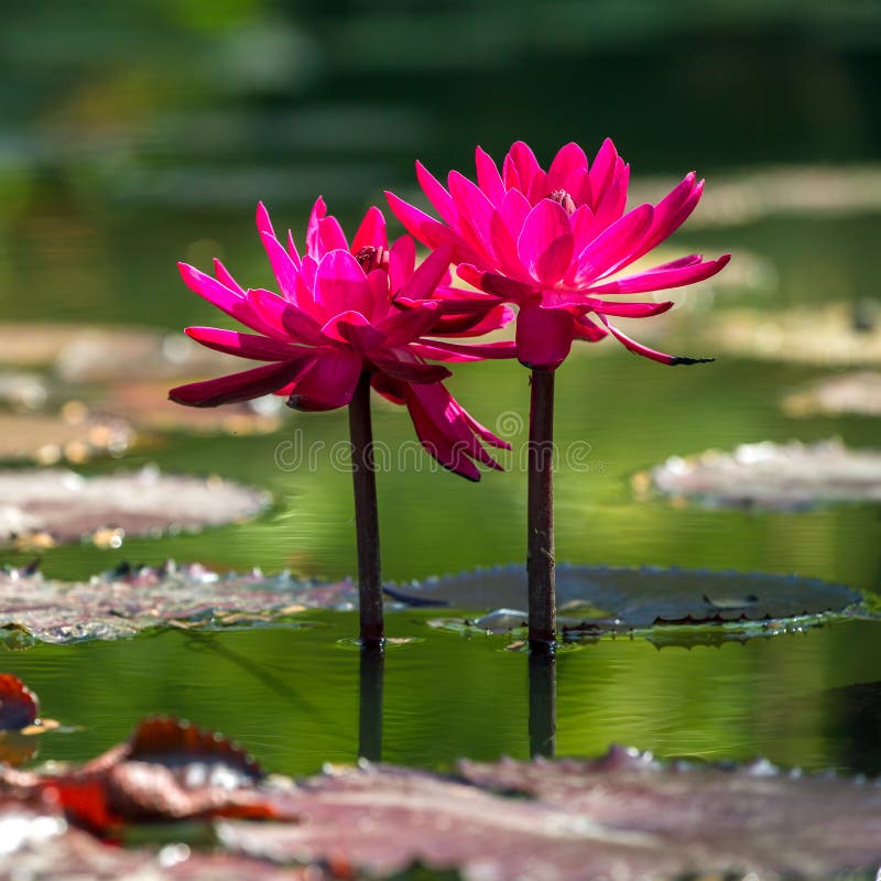 Beautiful pink water lily stock photo. Image of leaf - 37597466