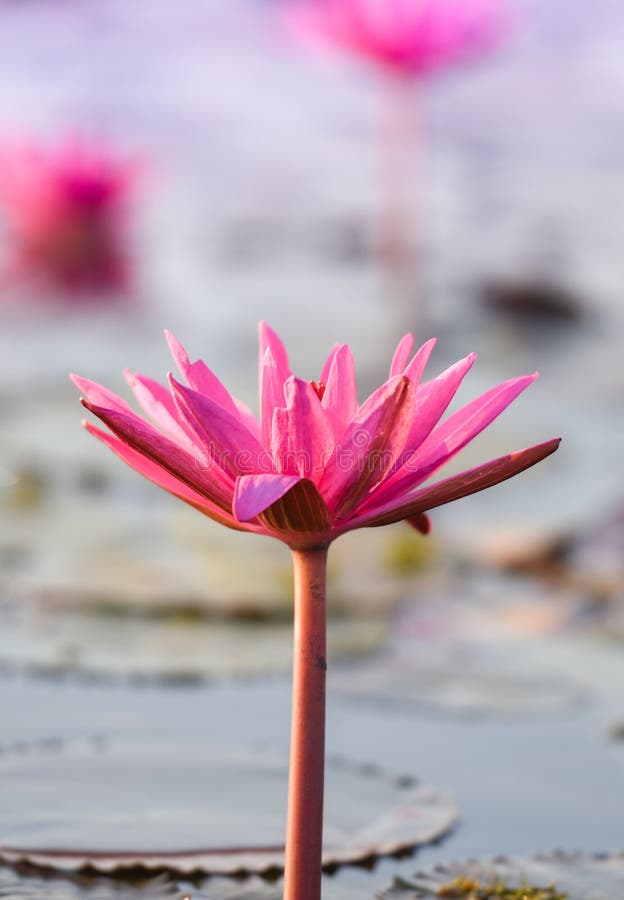 Beautiful pink water lily stock image. Image of pond - 108553579 Beautiful pink water lily stock image. Image of pond - 108553579