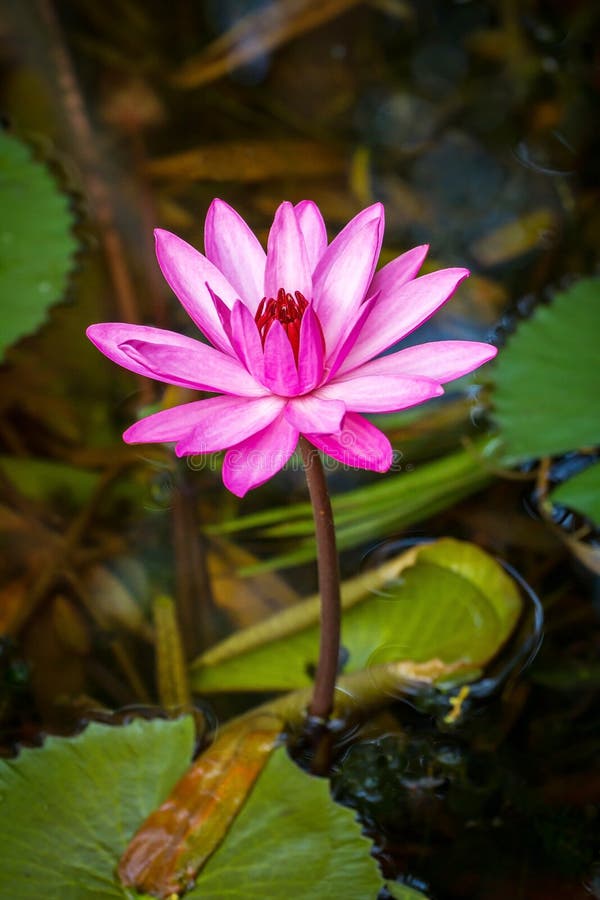 Beautiful pink water lily stock image. Image of moist - 46902491