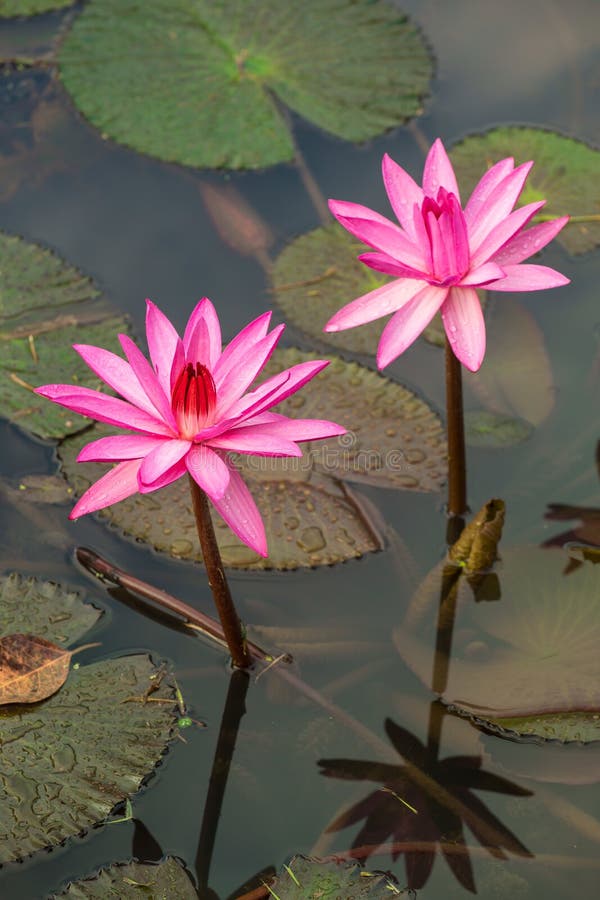 Beautiful pink water lily stock photo. Image of caerulea - 54524618